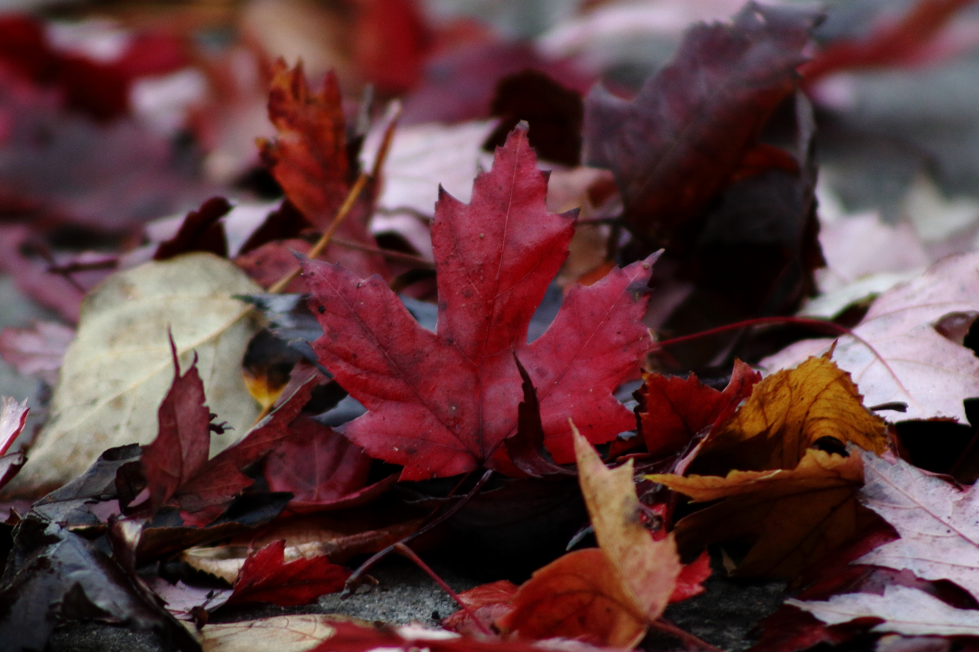 100 Milliseconds – From Mexico City to Toronto